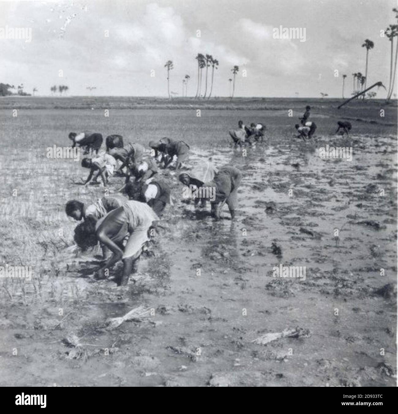 Karikal hi-res stock photography and images - Alamy