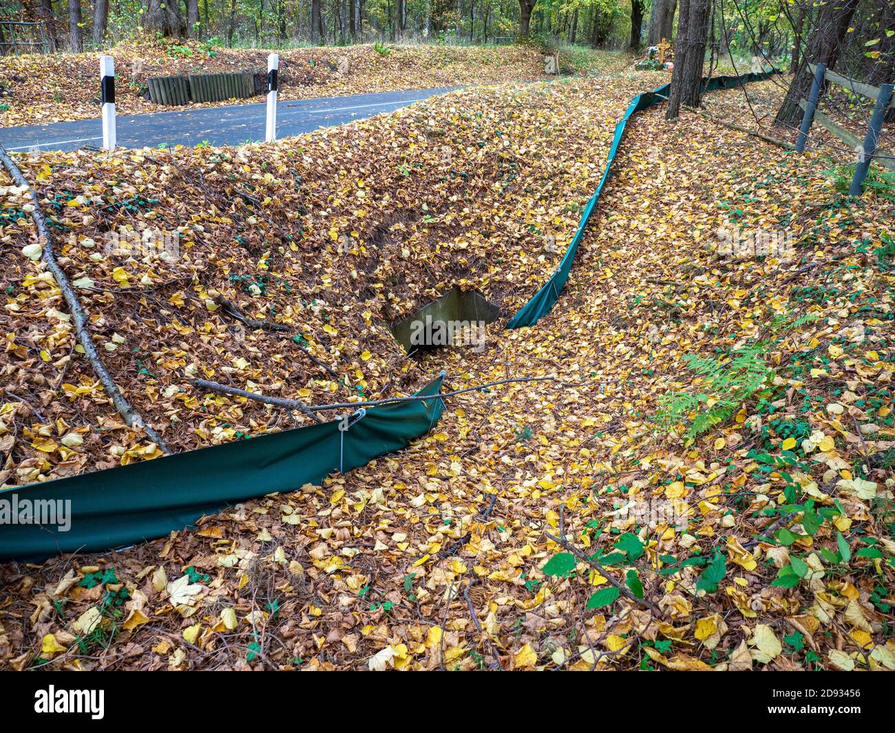 between a road and a forest there is a green fence to protect frogs and ...