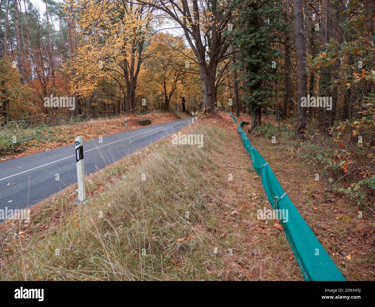 between a road and a forest there is a green fence to protect frogs and ...
