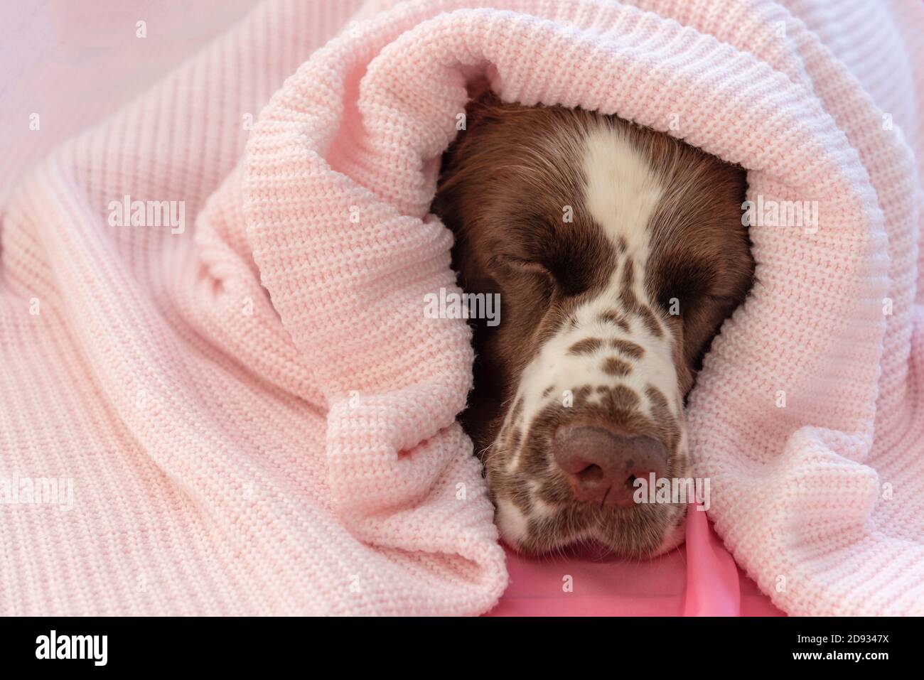 Sick or tired English springer spaniel in blanket Stock Photo - Alamy