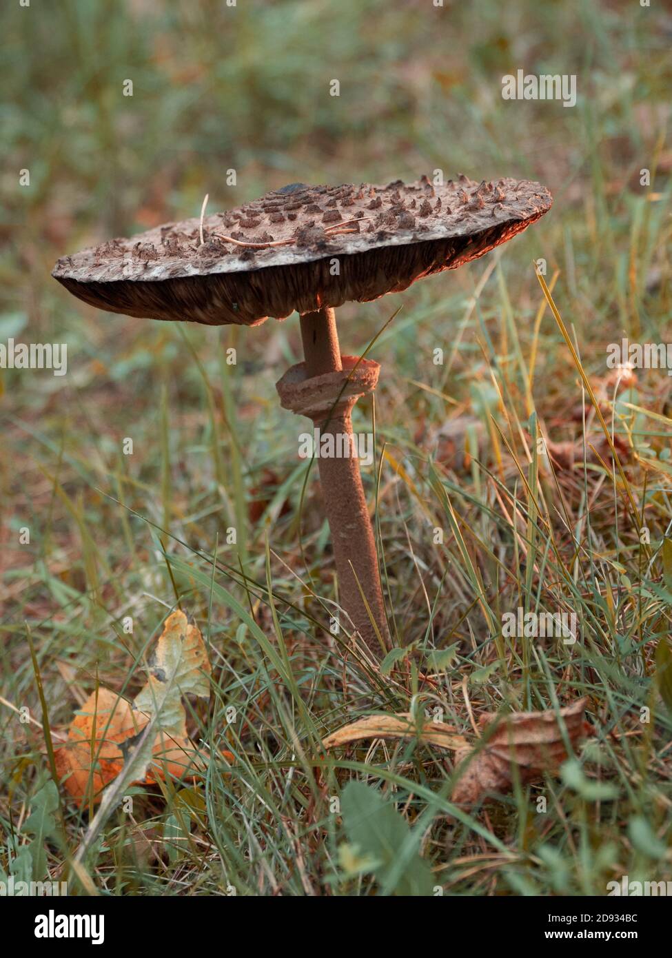 a large mushroom with slender stem and broad cap stands alone on a ...
