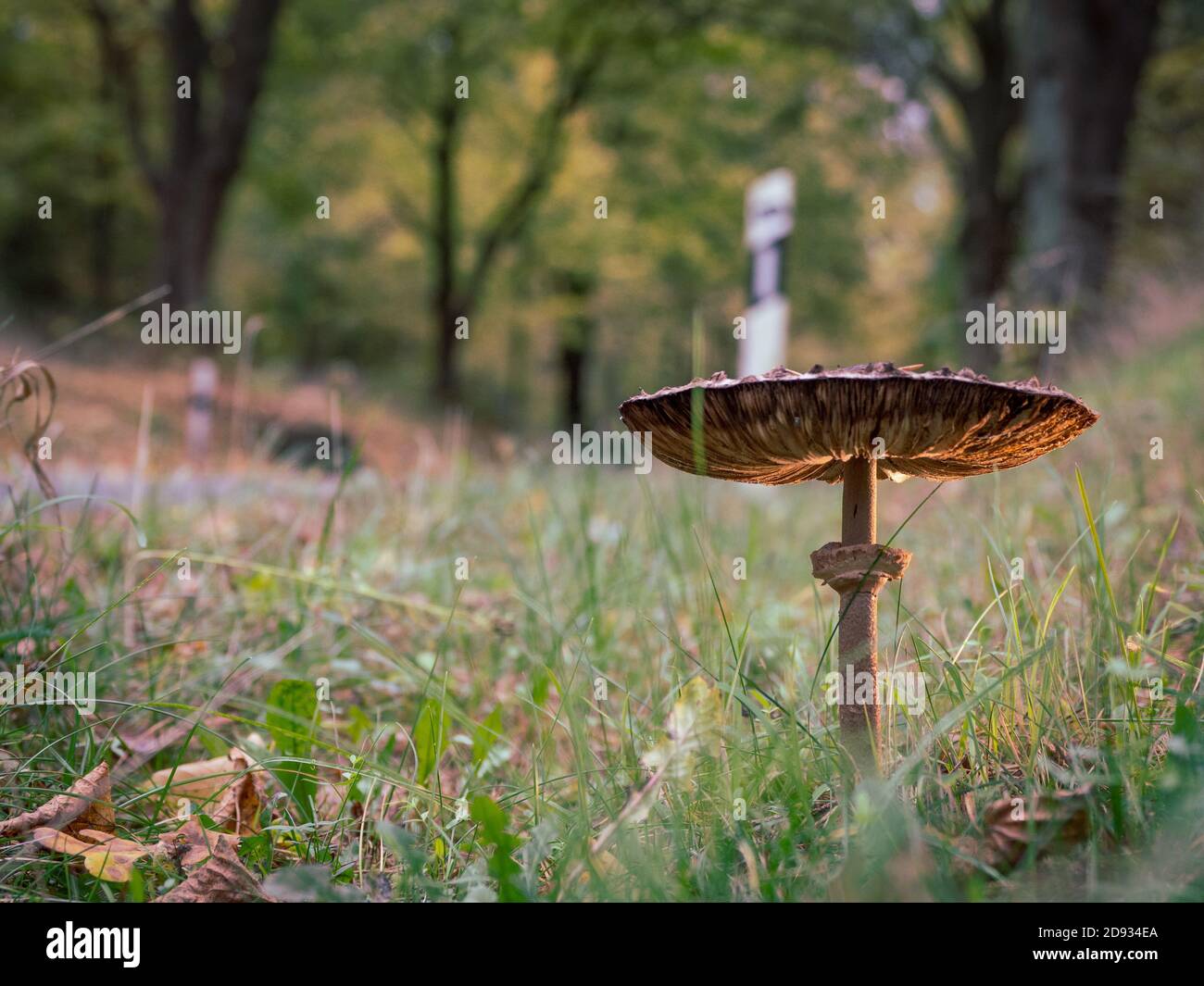 a large mushroom with slender stem and broad cap stands alone on a ...