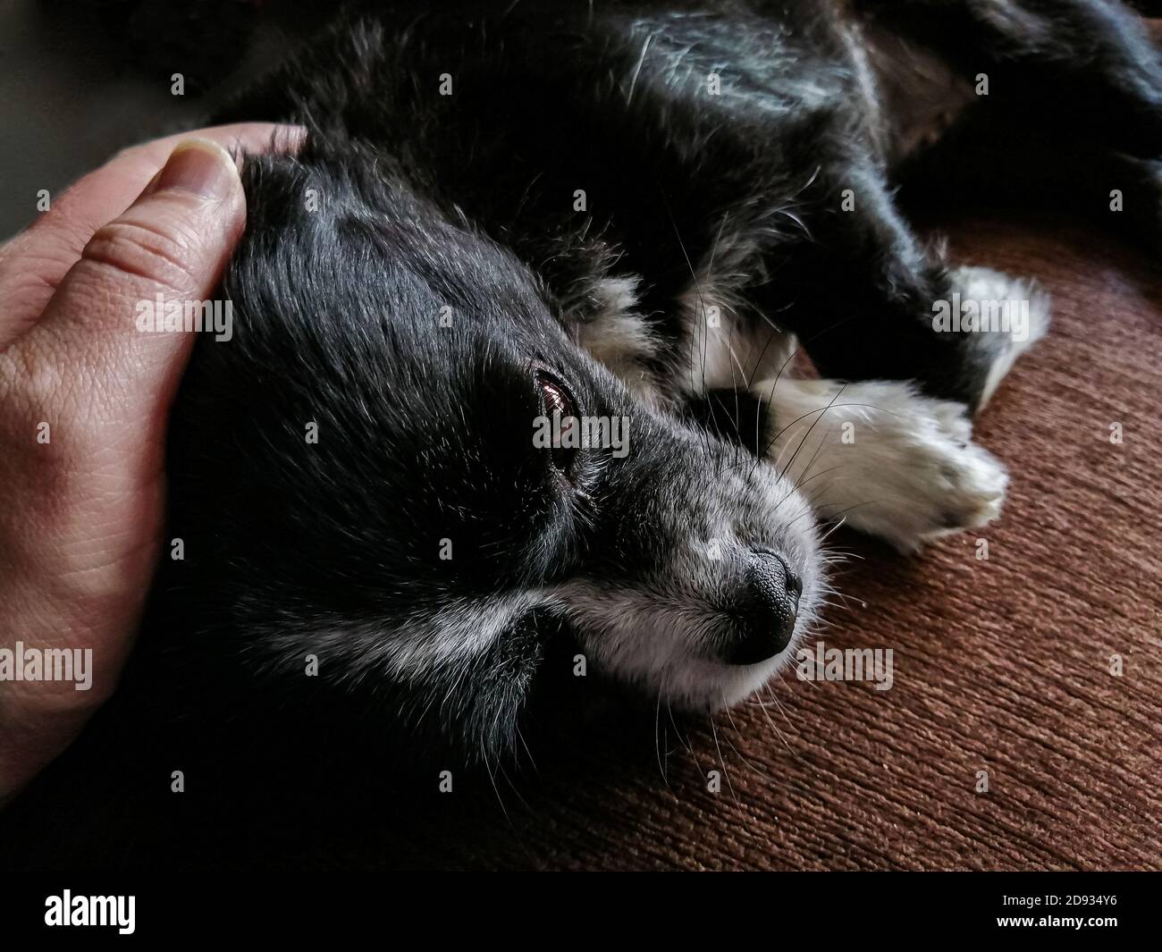 Stroking small dog hi-res stock photography and images - Alamy