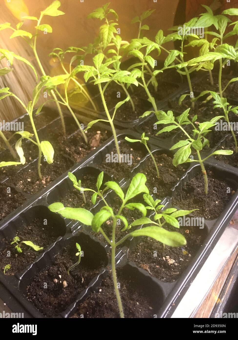 Baby plants growing in a black plastic pot in rows.The spring planting ...