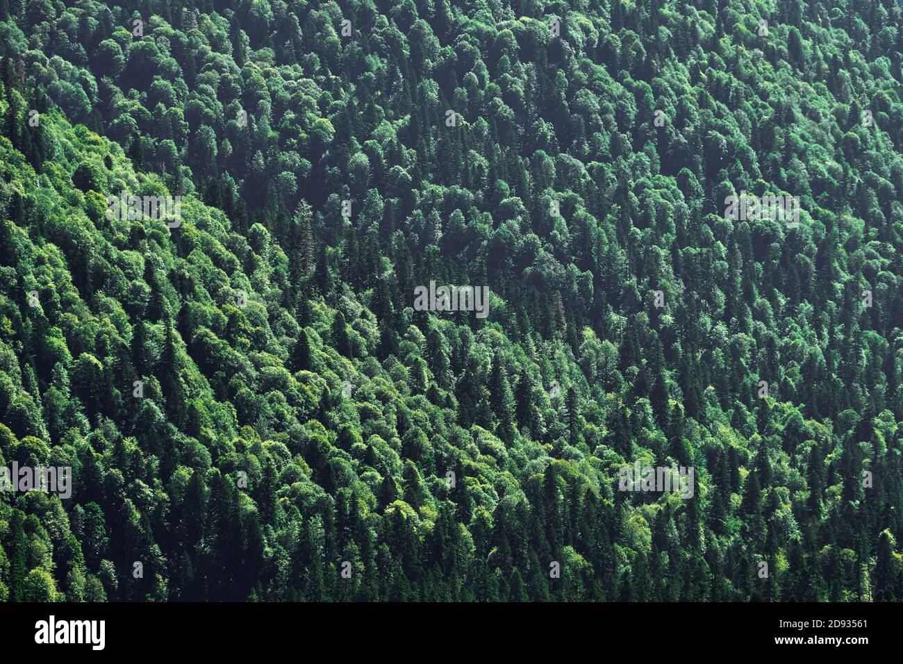 landscape. background - bird's eye view of the mixed coniferous forest ...
