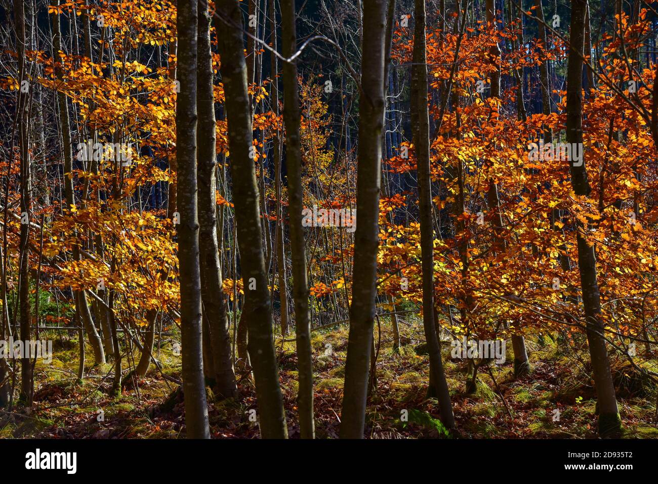 Indian beech tree hi-res stock photography and images - Alamy