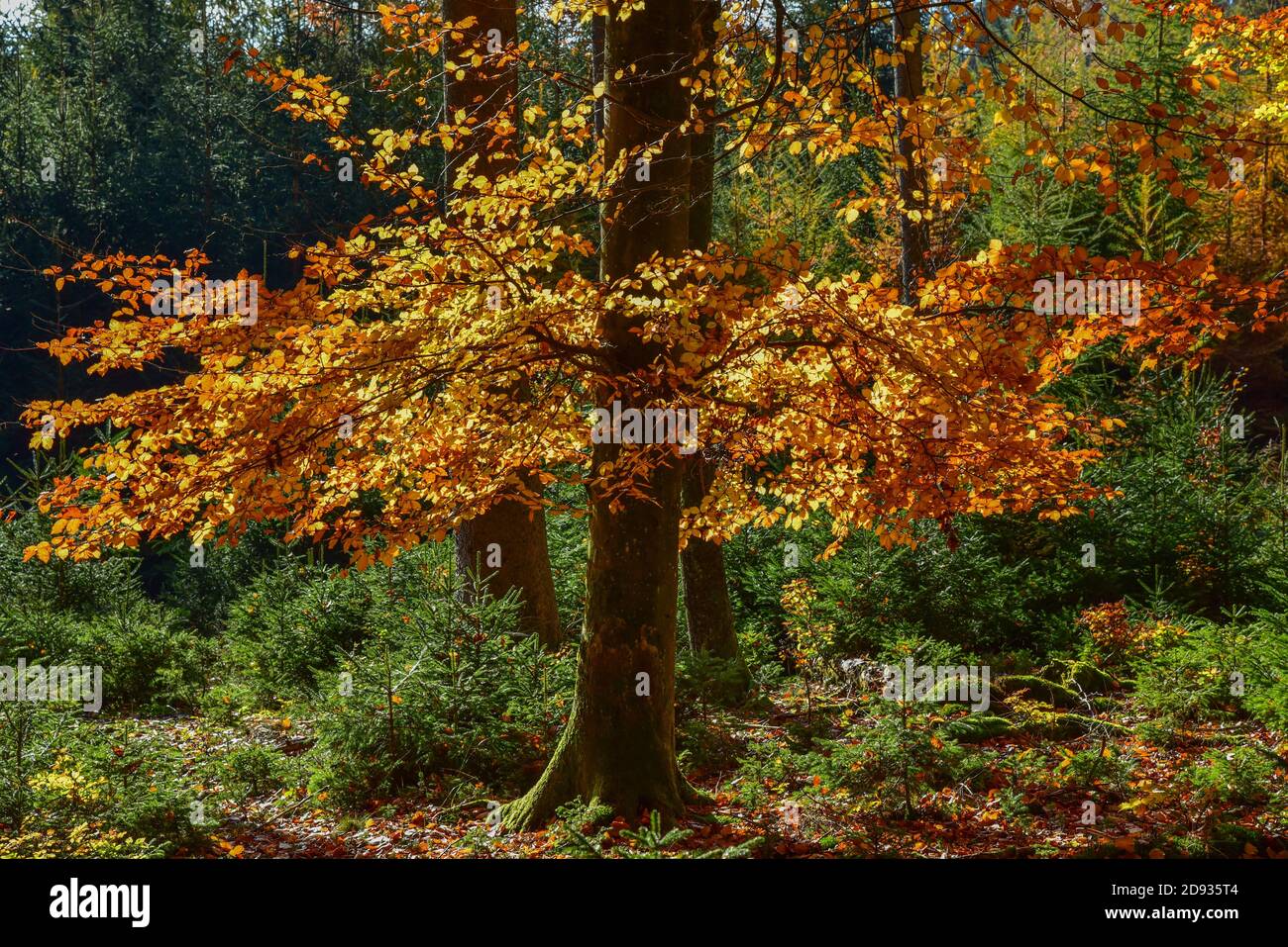 333dykny hi-res stock photography and images - Alamy