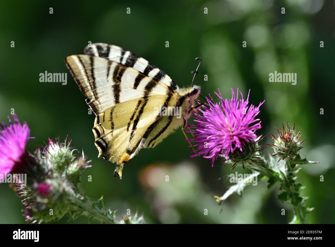 Butterfly Iphiclides Podalirius Swallowtail High Resolution Stock ...