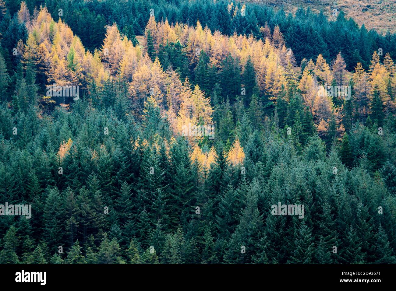 Mixed evergreens and aspens on a Scottish hillside in autumn, UK Stock ...