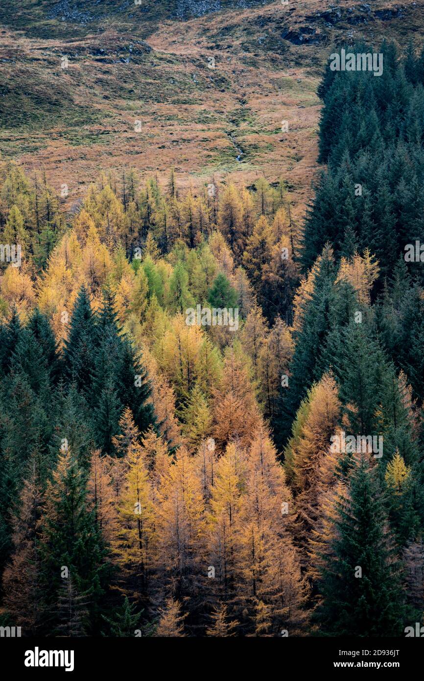 Aspen Trees Scotland High Resolution Stock Photography and Images - Alamy