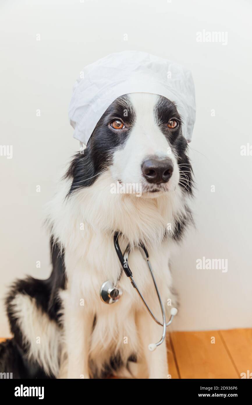 Puppy dog border collie with stethoscope dressed in doctor costume on ...