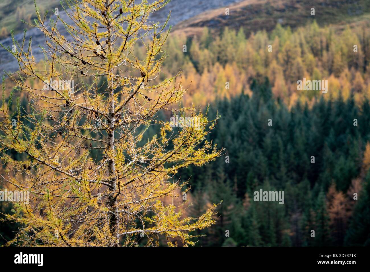 Aspen Trees Scotland High Resolution Stock Photography and Images - Alamy