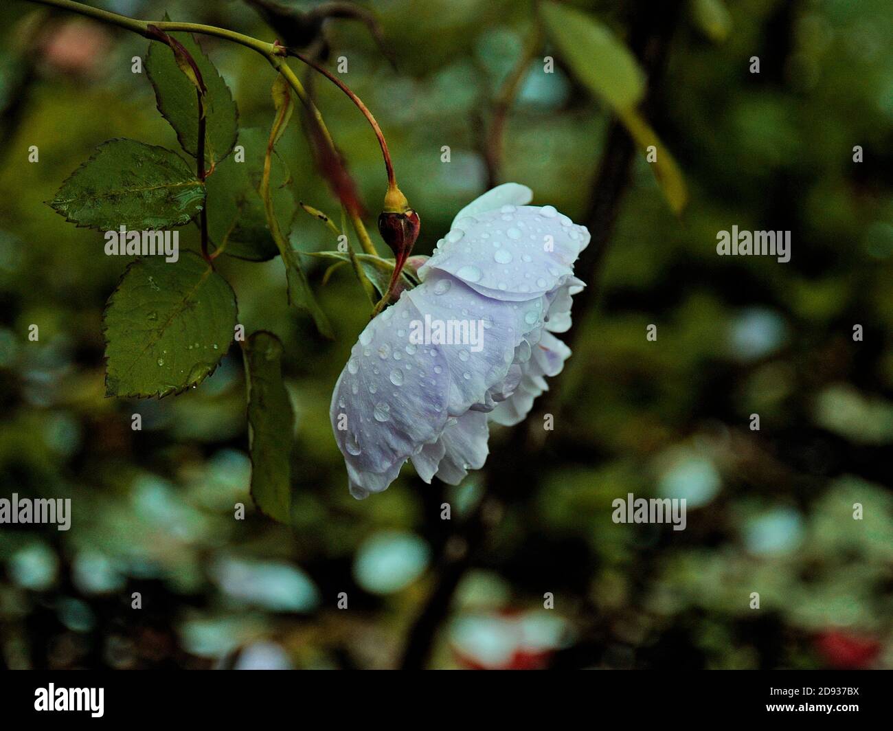 Woody perennial flowering plant hi-res stock photography and images - Alamy