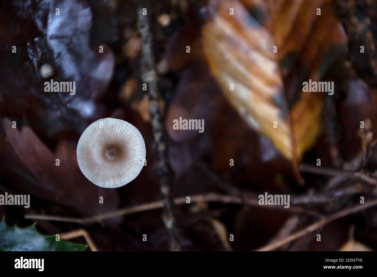 Round mushroom cap hi-res stock photography and images - Alamy