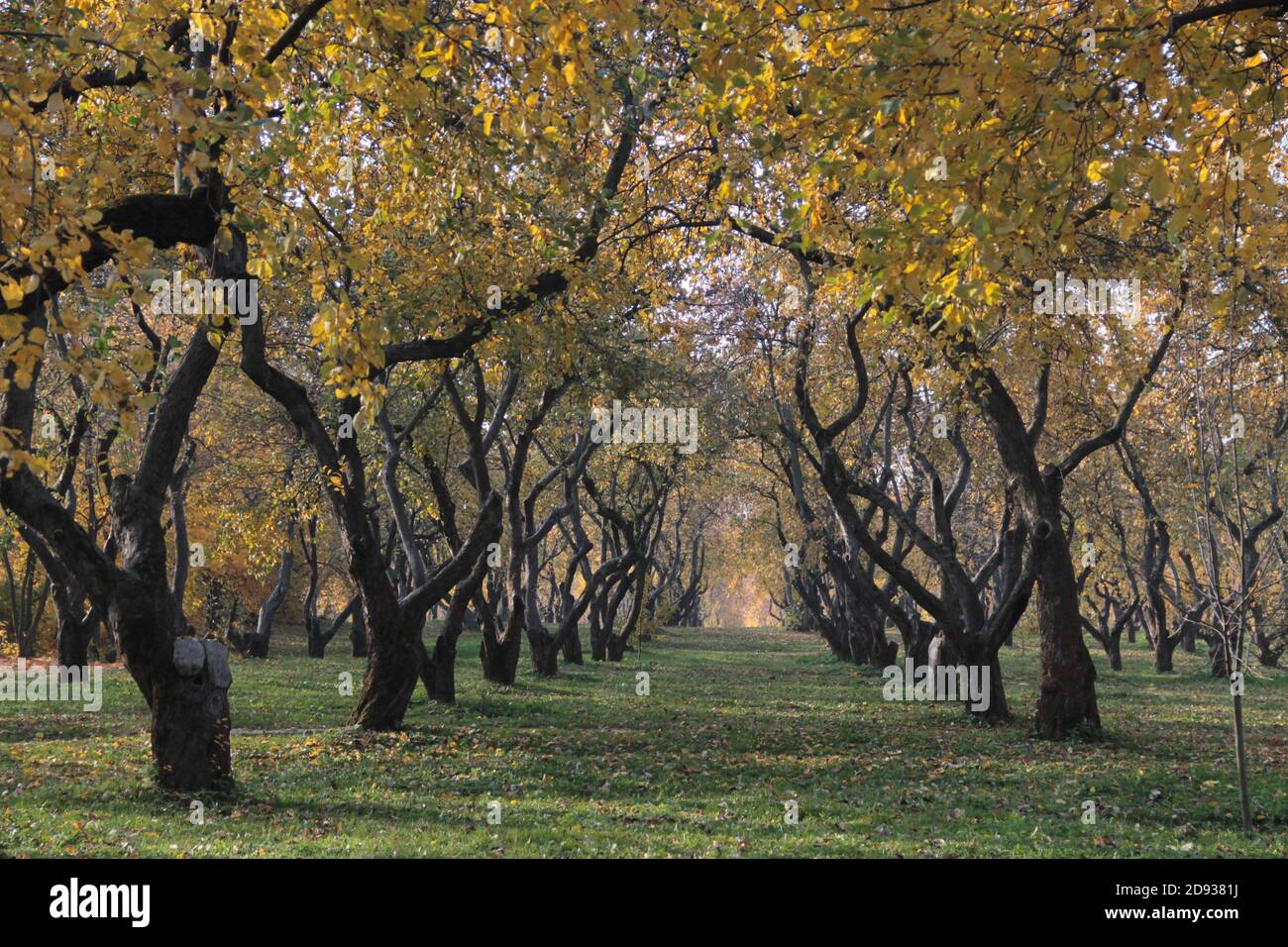 Row golden autumn trees hi-res stock photography and images - Alamy