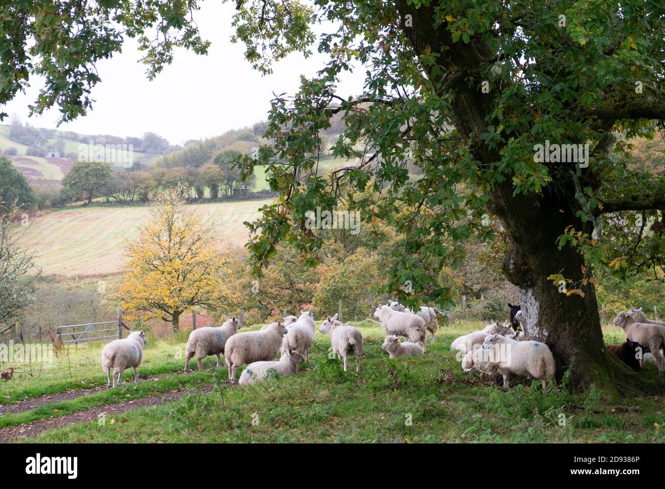 Sheep under oak tree hi-res stock photography and images - Alamy