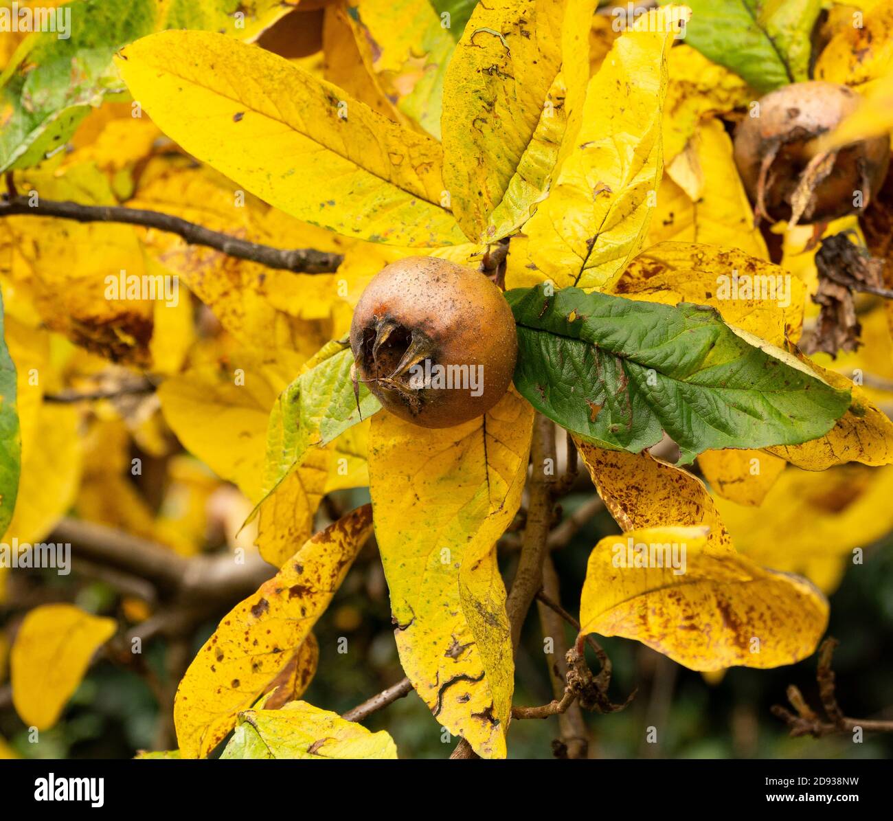 Medlar fruits on a tree Stock Photo - Alamy