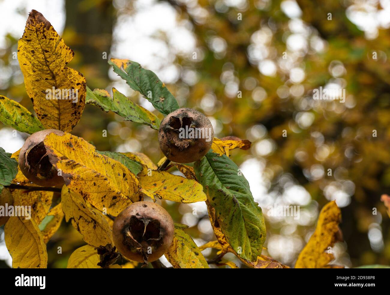 Medlar fruits on a tree Stock Photo - Alamy
