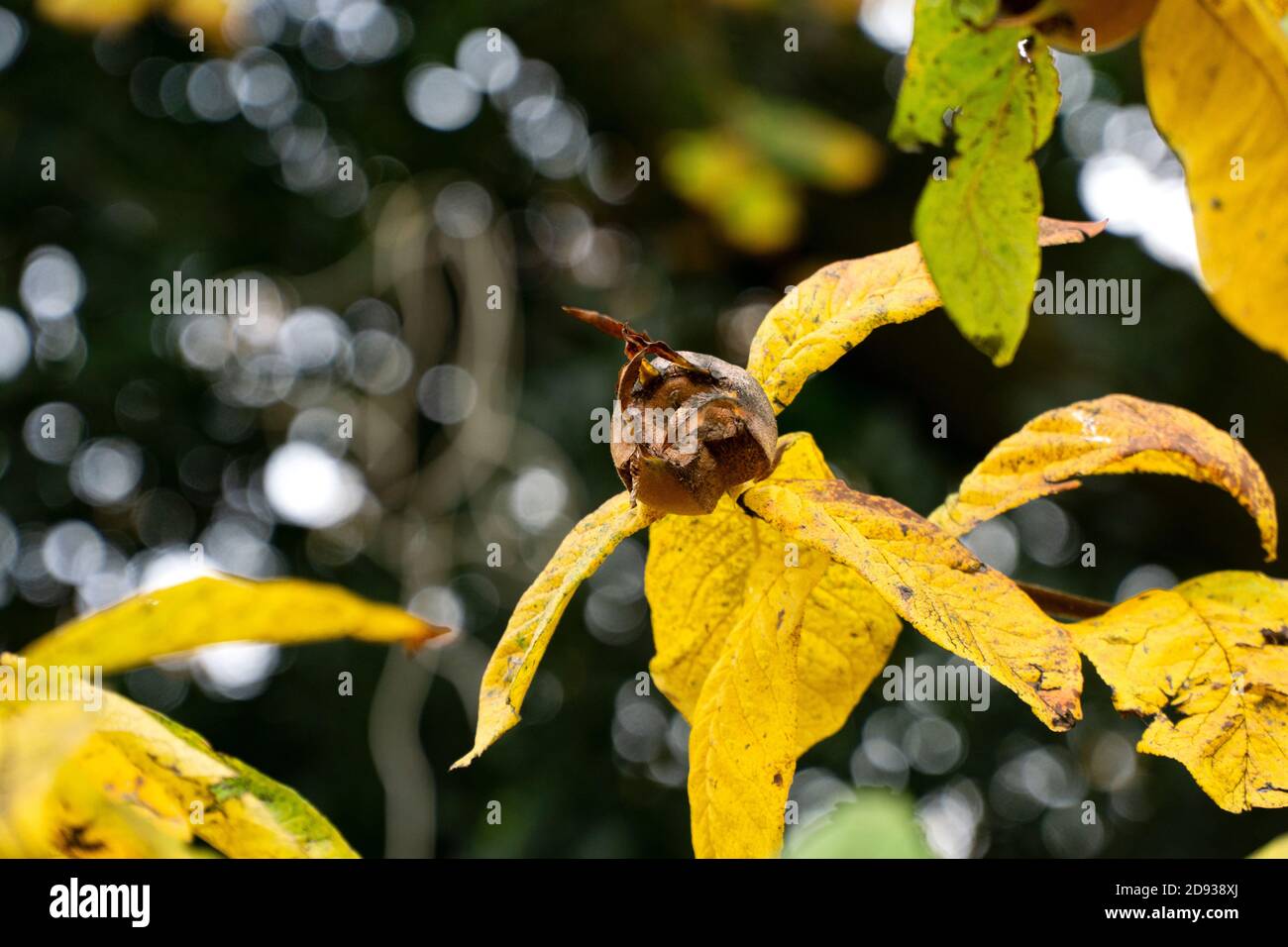 Medlar fruits on a tree Stock Photo - Alamy