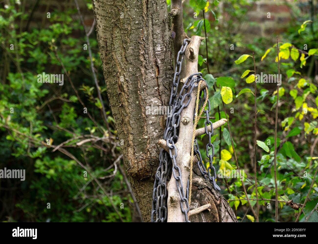 Chain wrapped round a tree trunk Stock Photo - Alamy