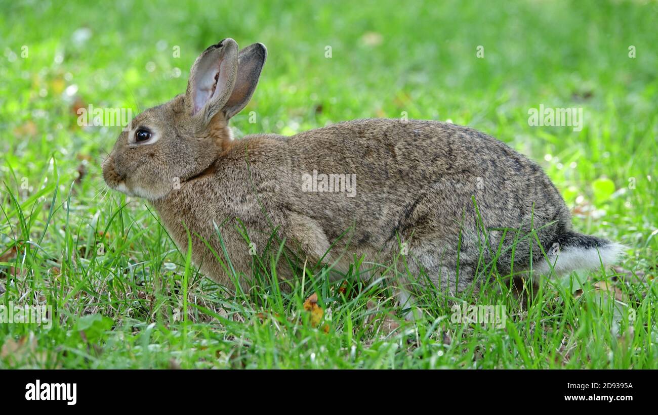 close-up portrait of small brown bunny surrounded by greenery on a farm ...