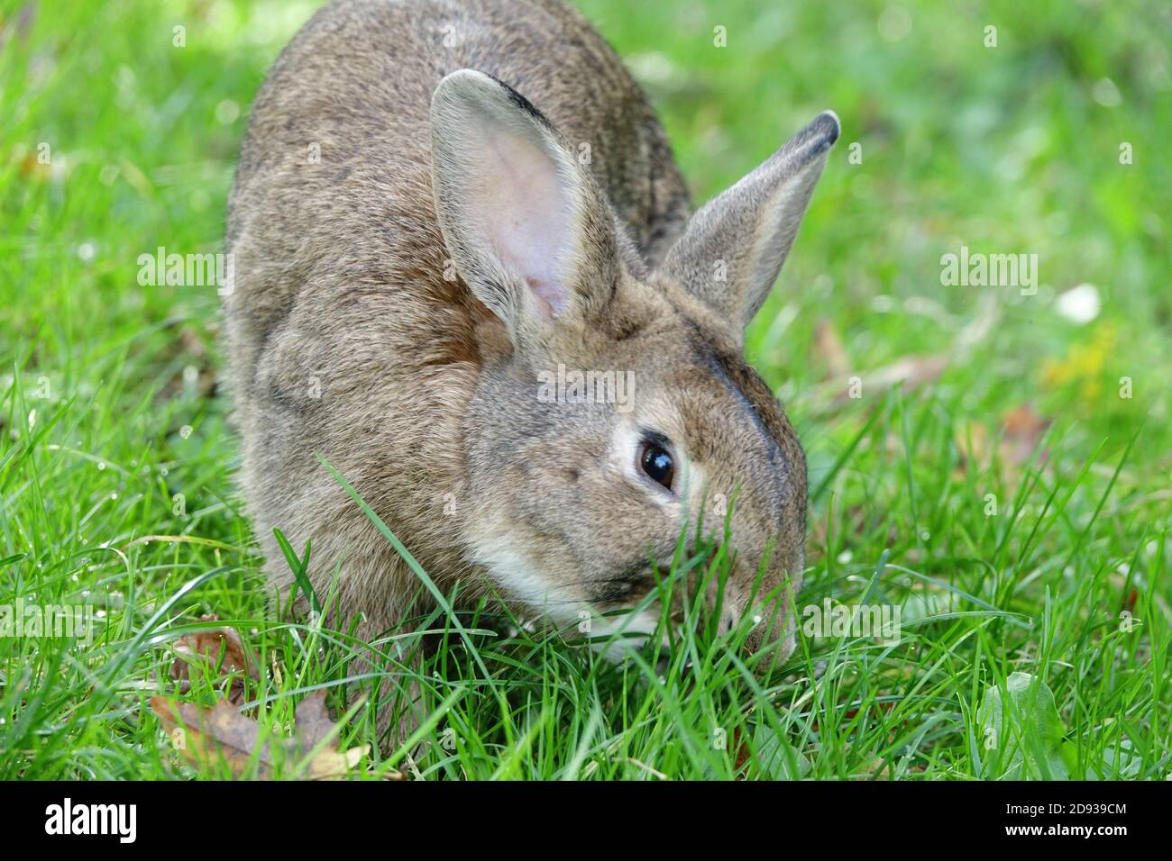 close-up portrait of small brown bunny surrounded by greenery on a farm ...