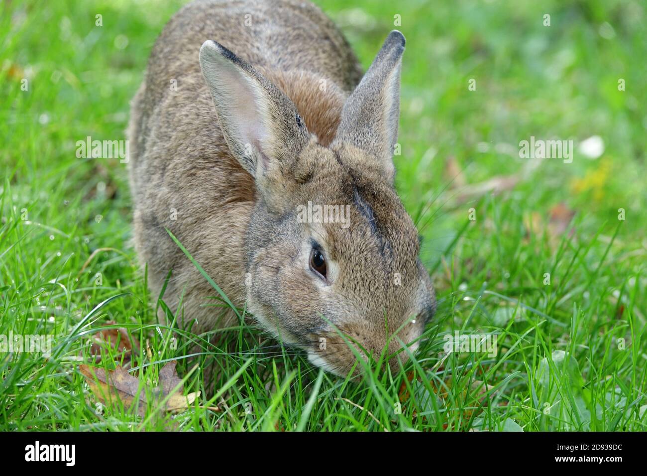 close-up portrait of small brown bunny surrounded by greenery on a farm ...
