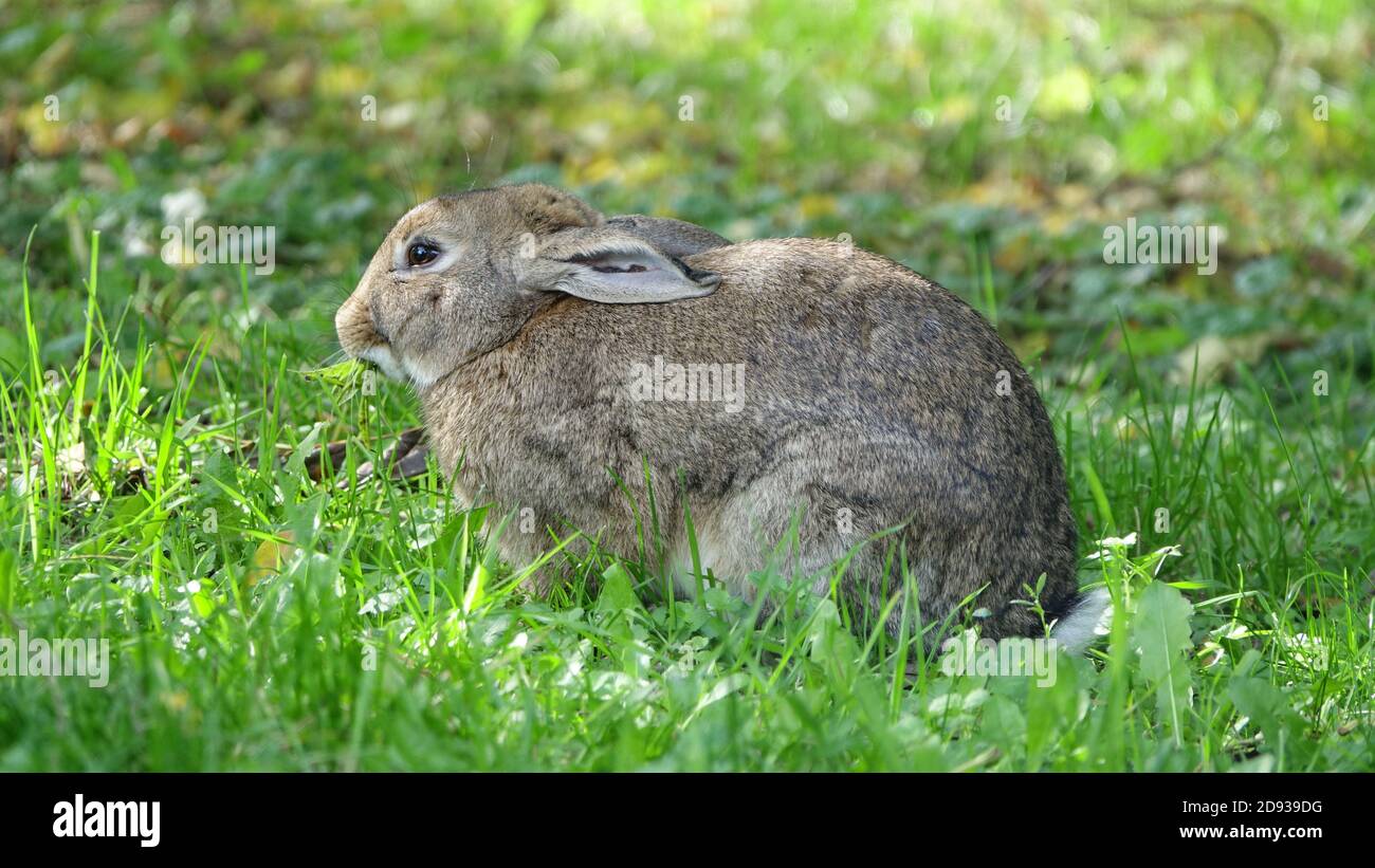 close-up portrait of small brown bunny surrounded by greenery on a farm ...