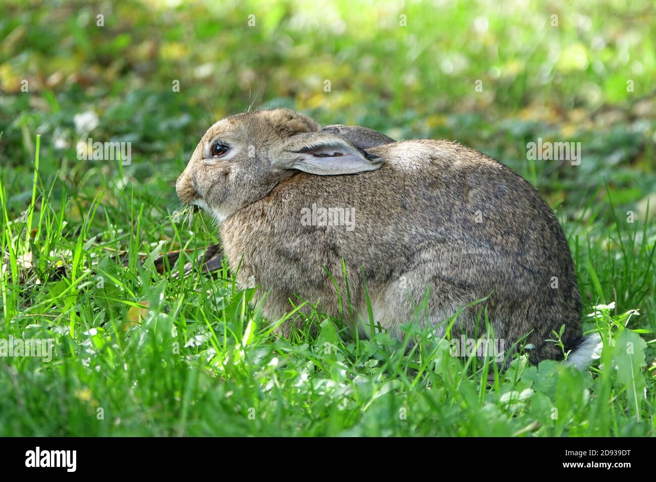close-up portrait of small brown bunny surrounded by greenery on a farm ...