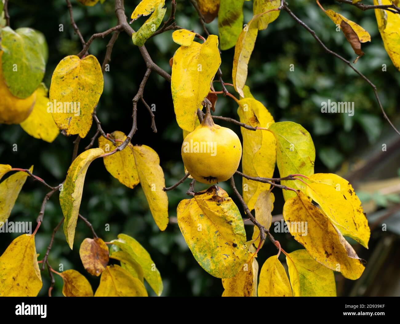 Quince fruits on a tree Stock Photo - Alamy