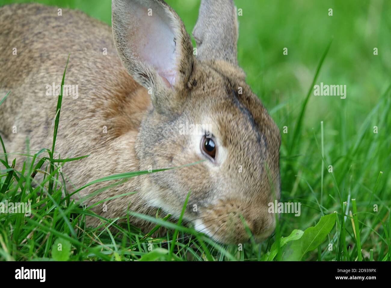 Bunny close hi-res stock photography and images - Alamy