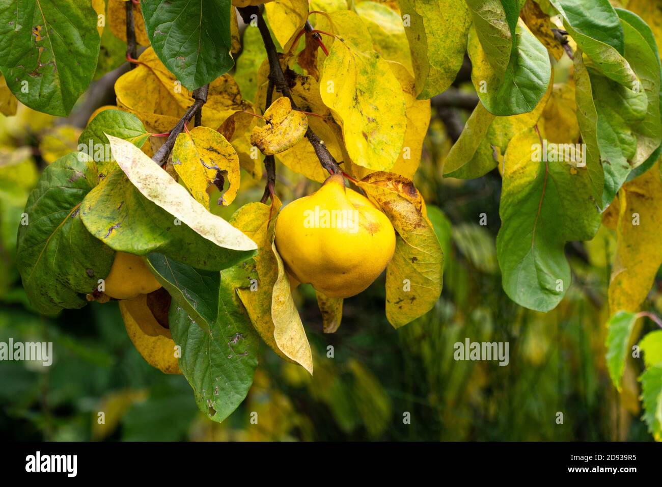 Quince fruits on a tree Stock Photo - Alamy