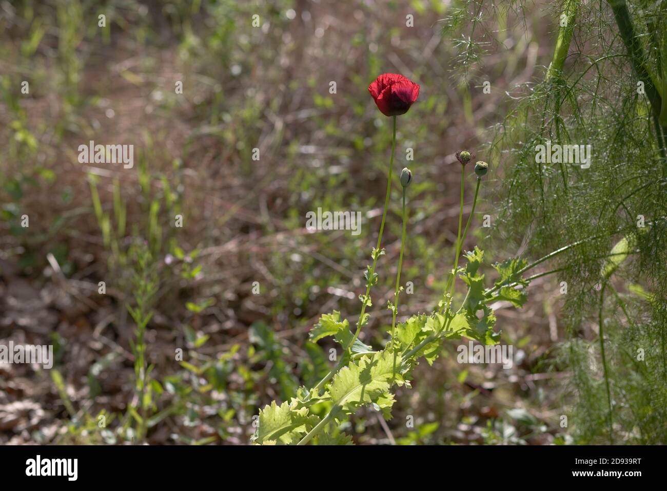 Single Red Poppy Stock Photo - Alamy