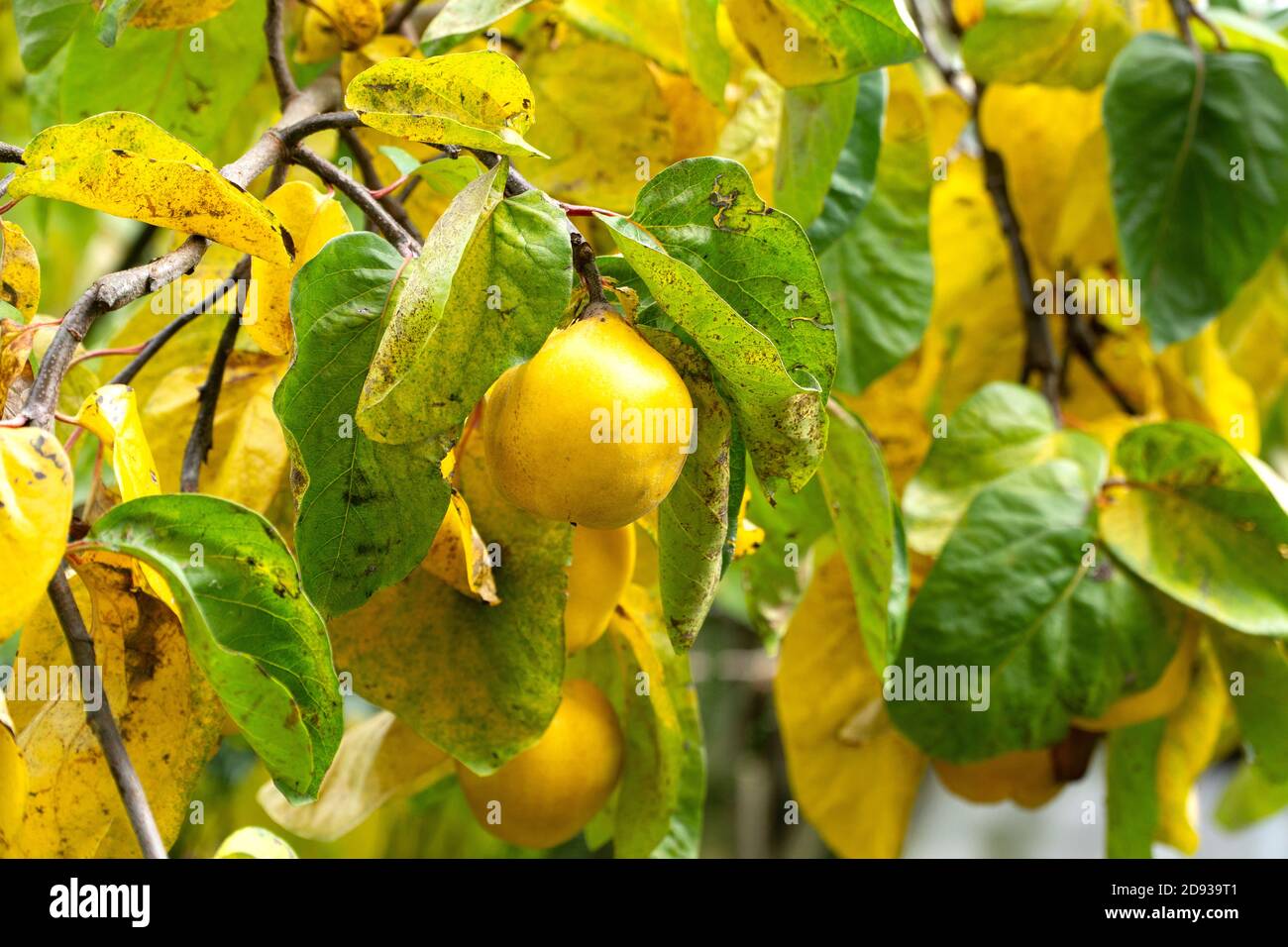 Quince fruits on a tree Stock Photo - Alamy