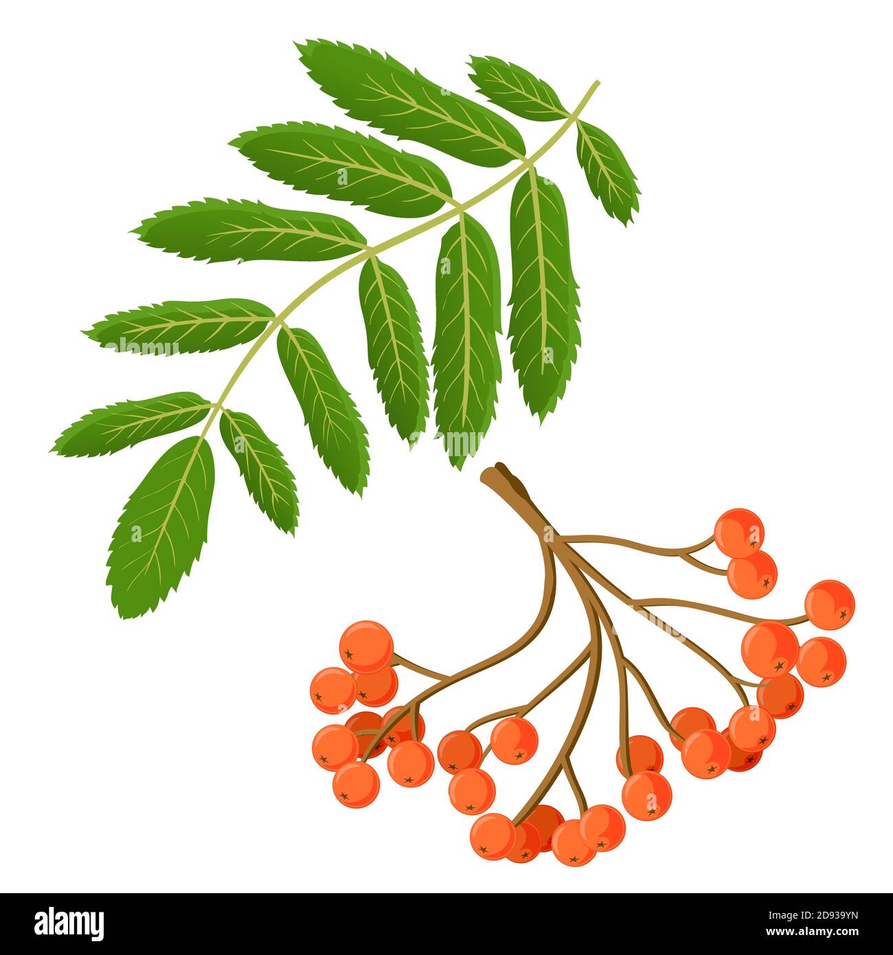 Rowan berries in autumn red Stock Vector Images - Alamy