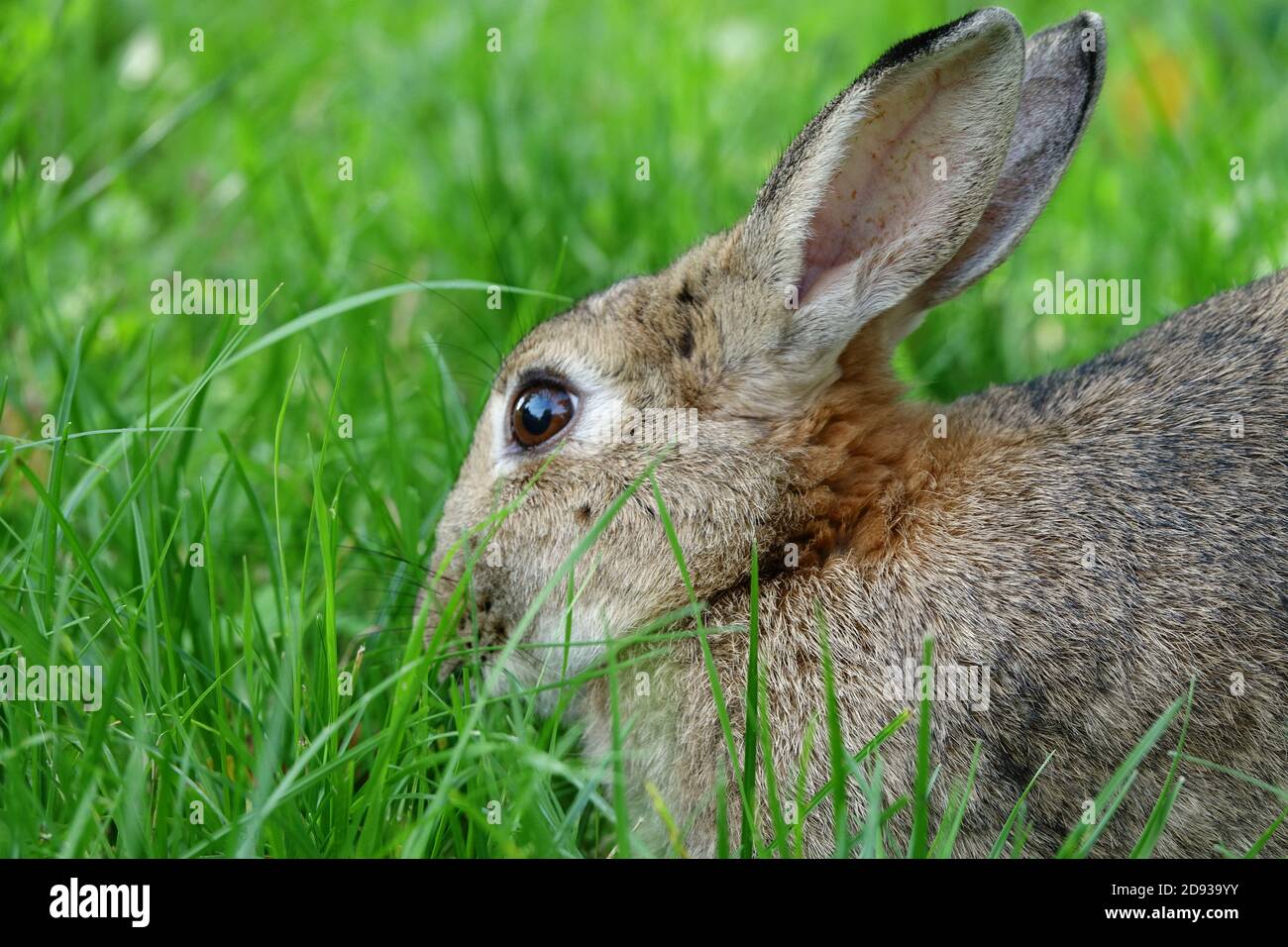 Bunny close hi-res stock photography and images - Alamy