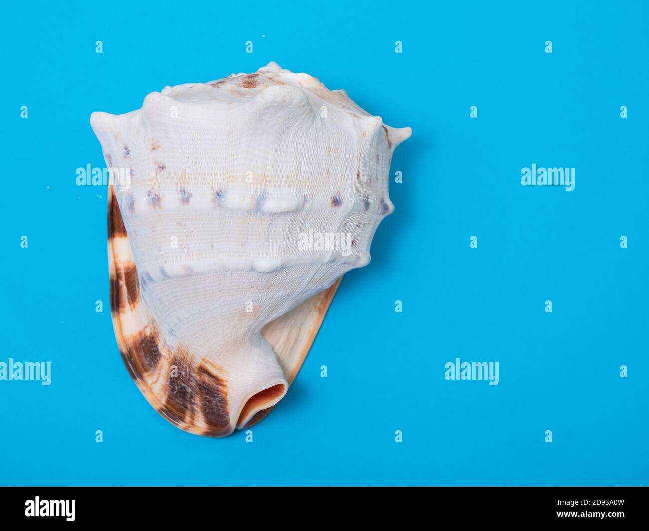 Big different seashell collection hi-res stock photography and images ...