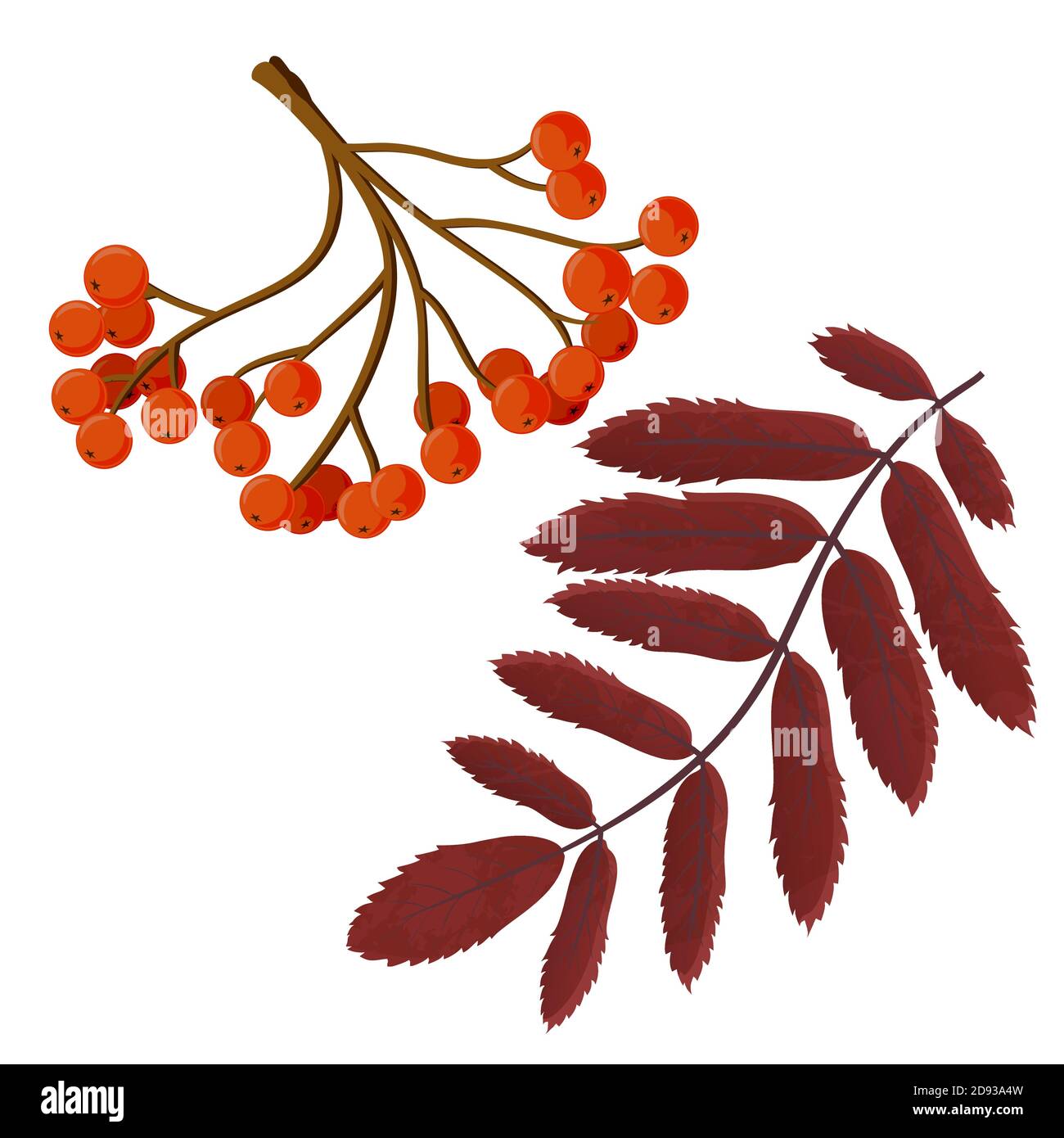 Ripe rowan berries on green Stock Vector Images - Alamy