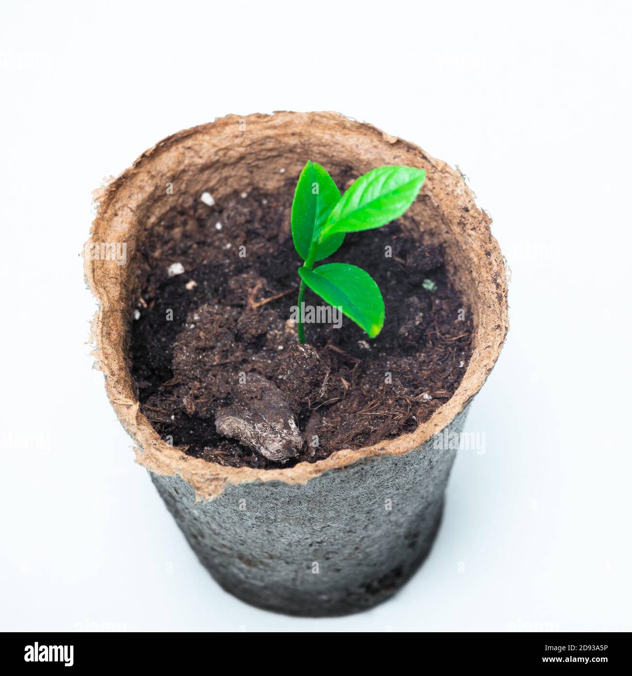 Citrus seedling hi-res stock photography and images - Alamy