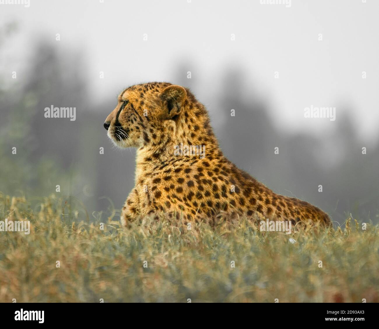 Cheetah world hi-res stock photography and images - Alamy