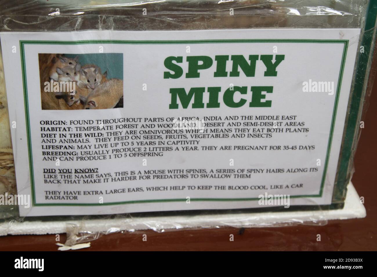 Spiny Mice Ayr Farm Park , Ayrshire, Scotland, the term spiny mouse ...