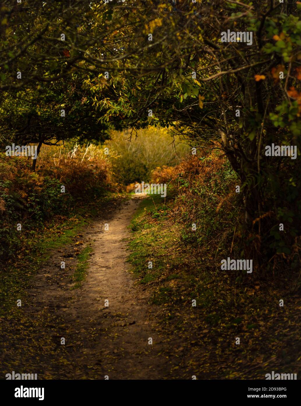 Fairlight glen kent hi-res stock photography and images - Alamy