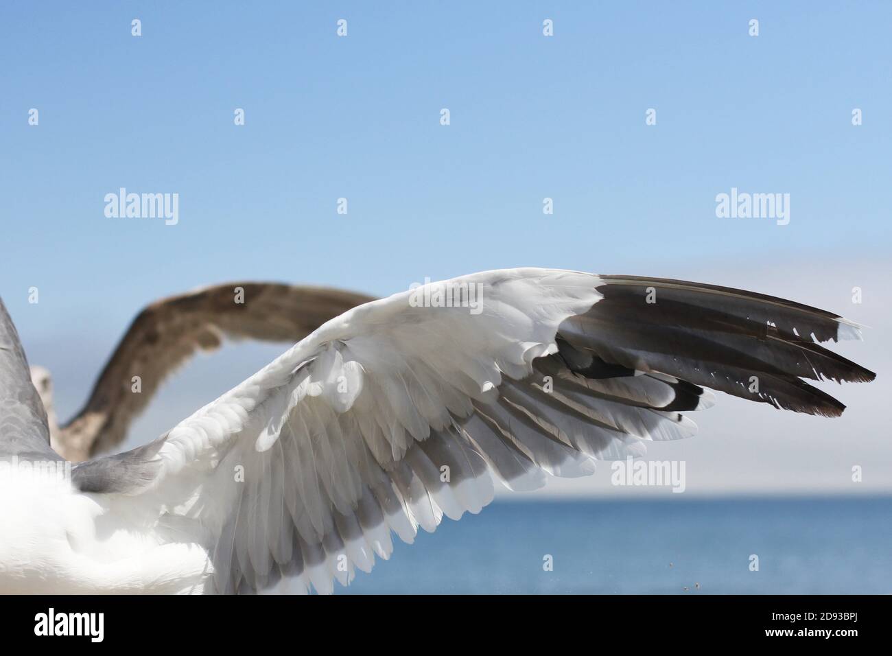 Feathers seagulls hi-res stock photography and images - Alamy