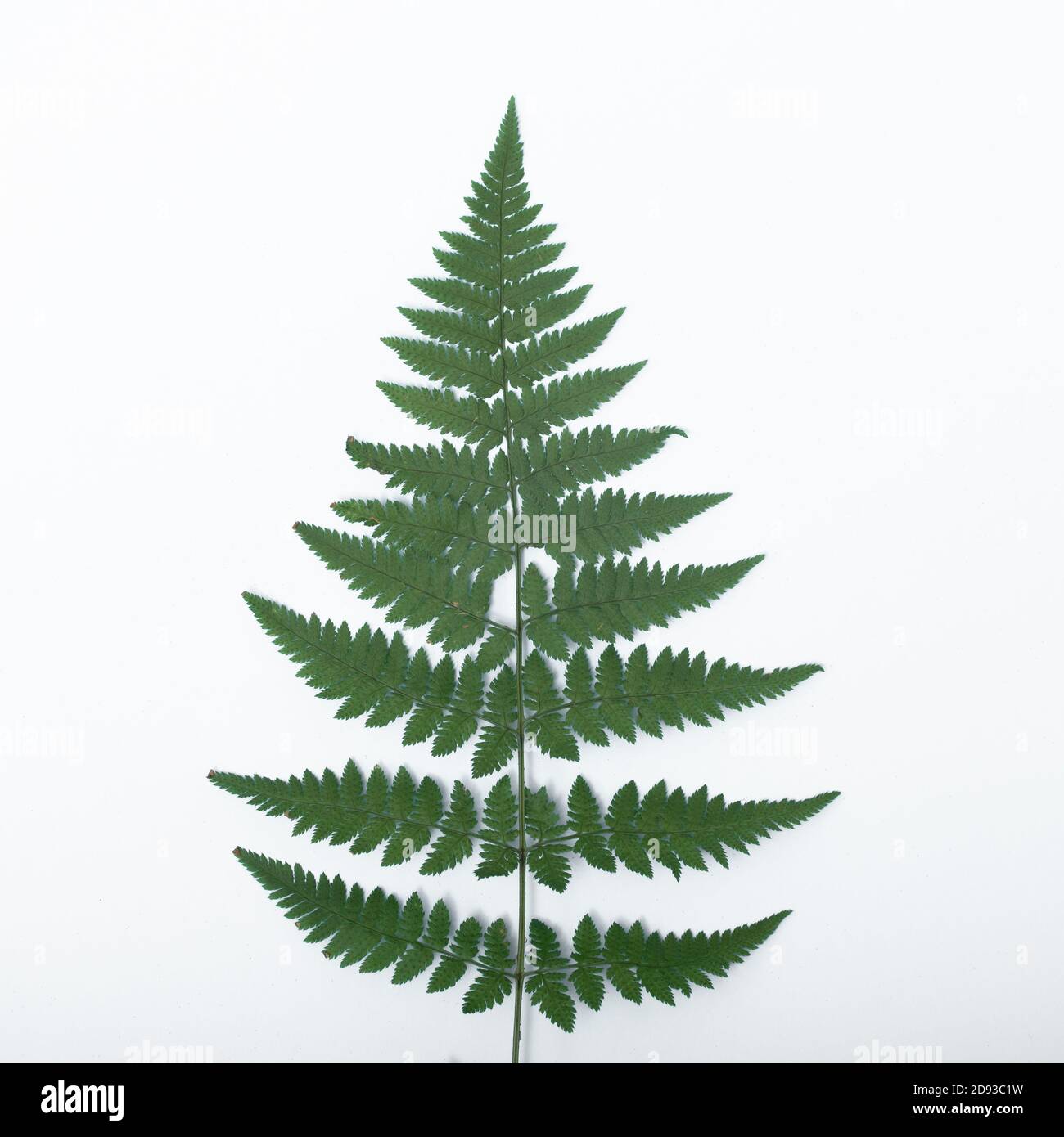 fern leaves on a white background. space for your text Stock Photo - Alamy