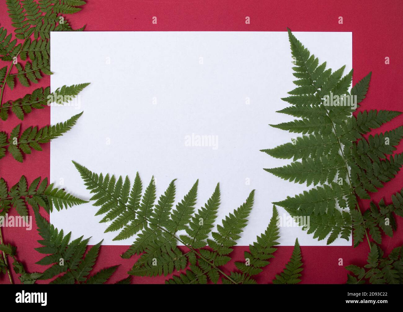 fern leaves on a red background. space for your text Stock Photo - Alamy