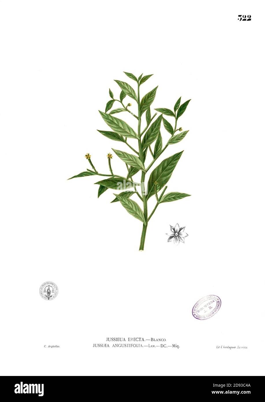 Jussiaea hi-res stock photography and images - Alamy