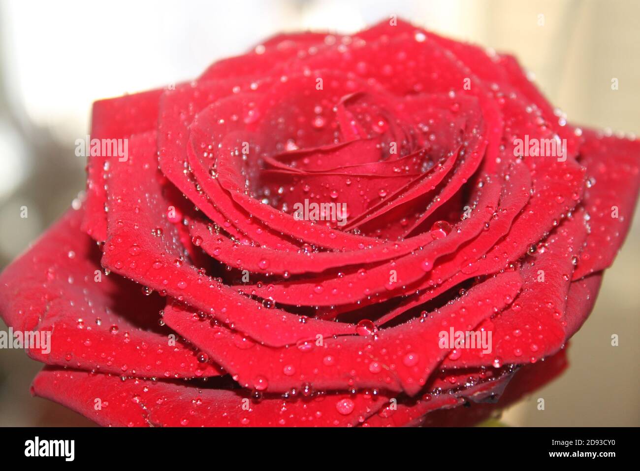Inside the rose hi-res stock photography and images - Alamy