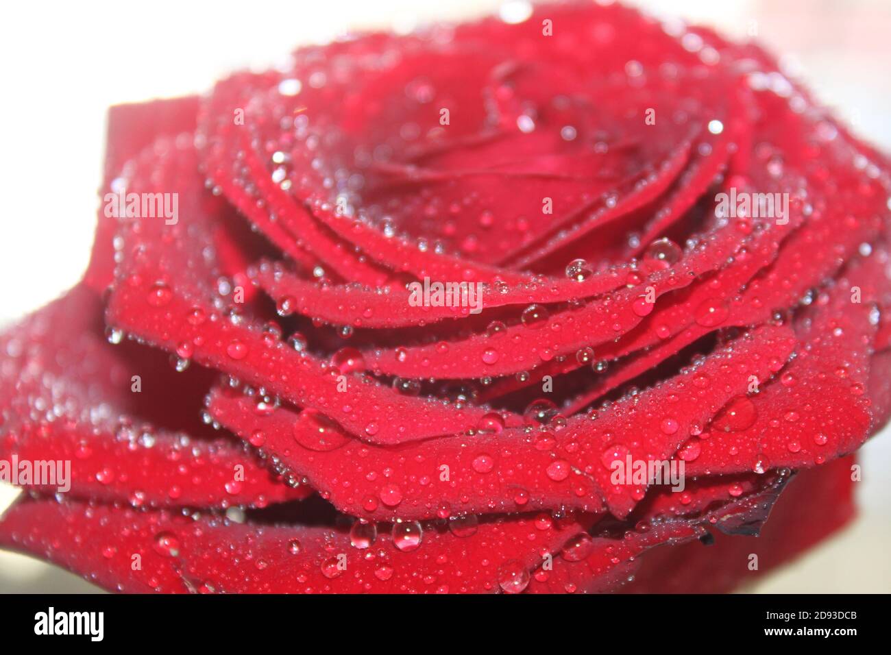Close up flower : red rose inside with water drops Stock Photo - Alamy