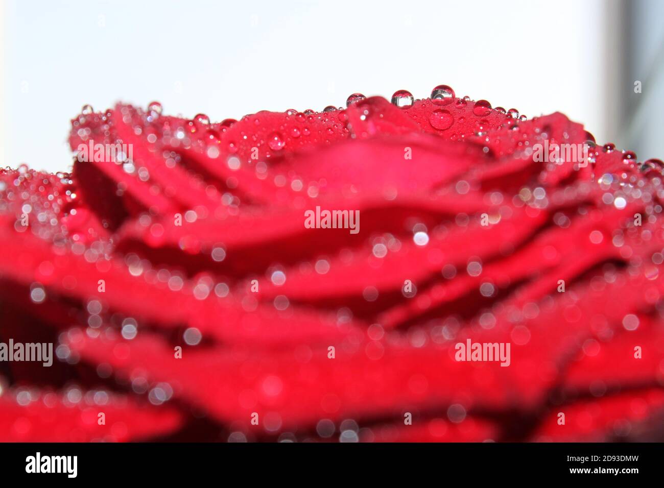 Close up flower : red rose inside with water drops Stock Photo - Alamy