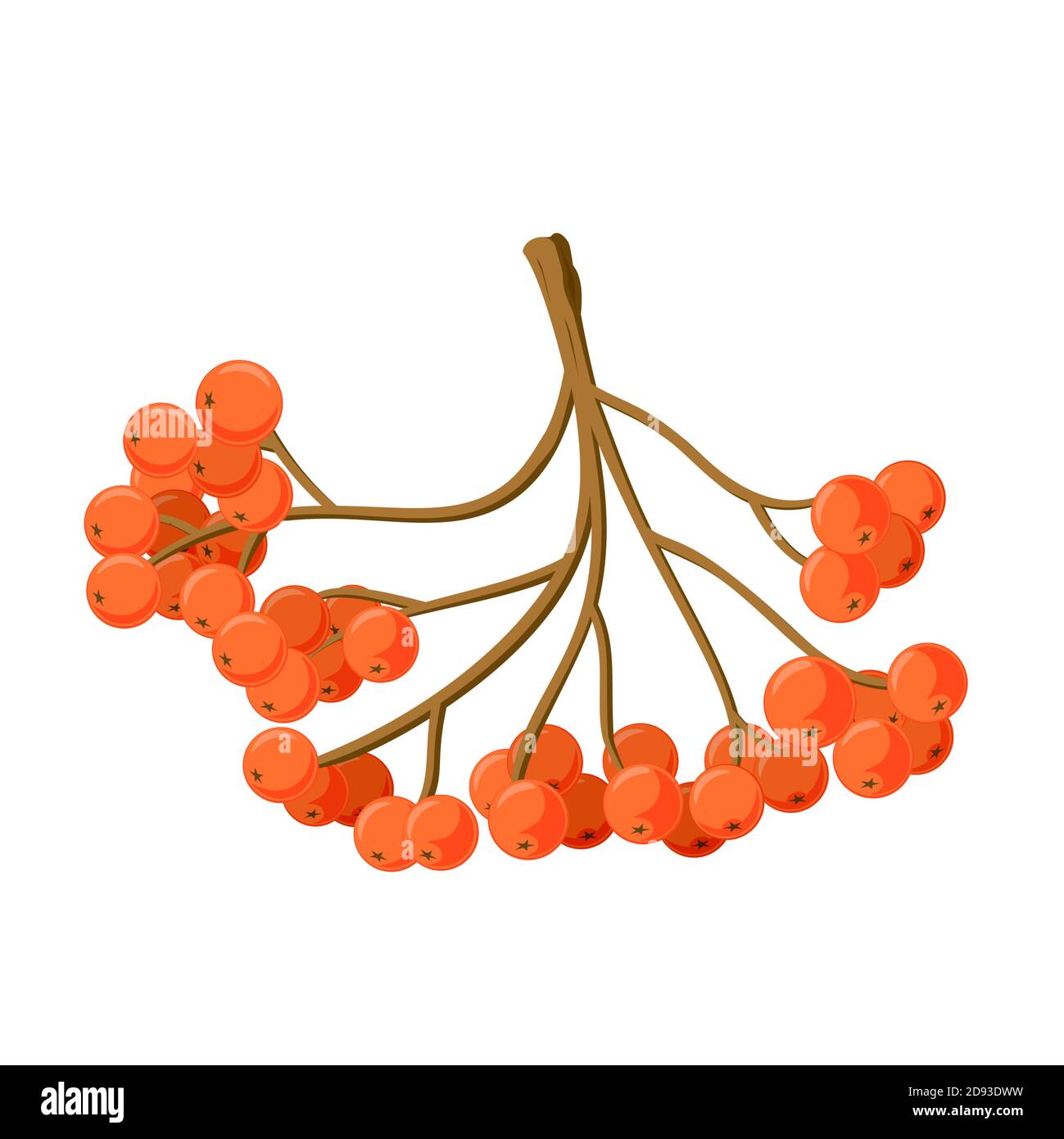 nature symbol rowan berries fall Stock Vector Image & Art - Alamy